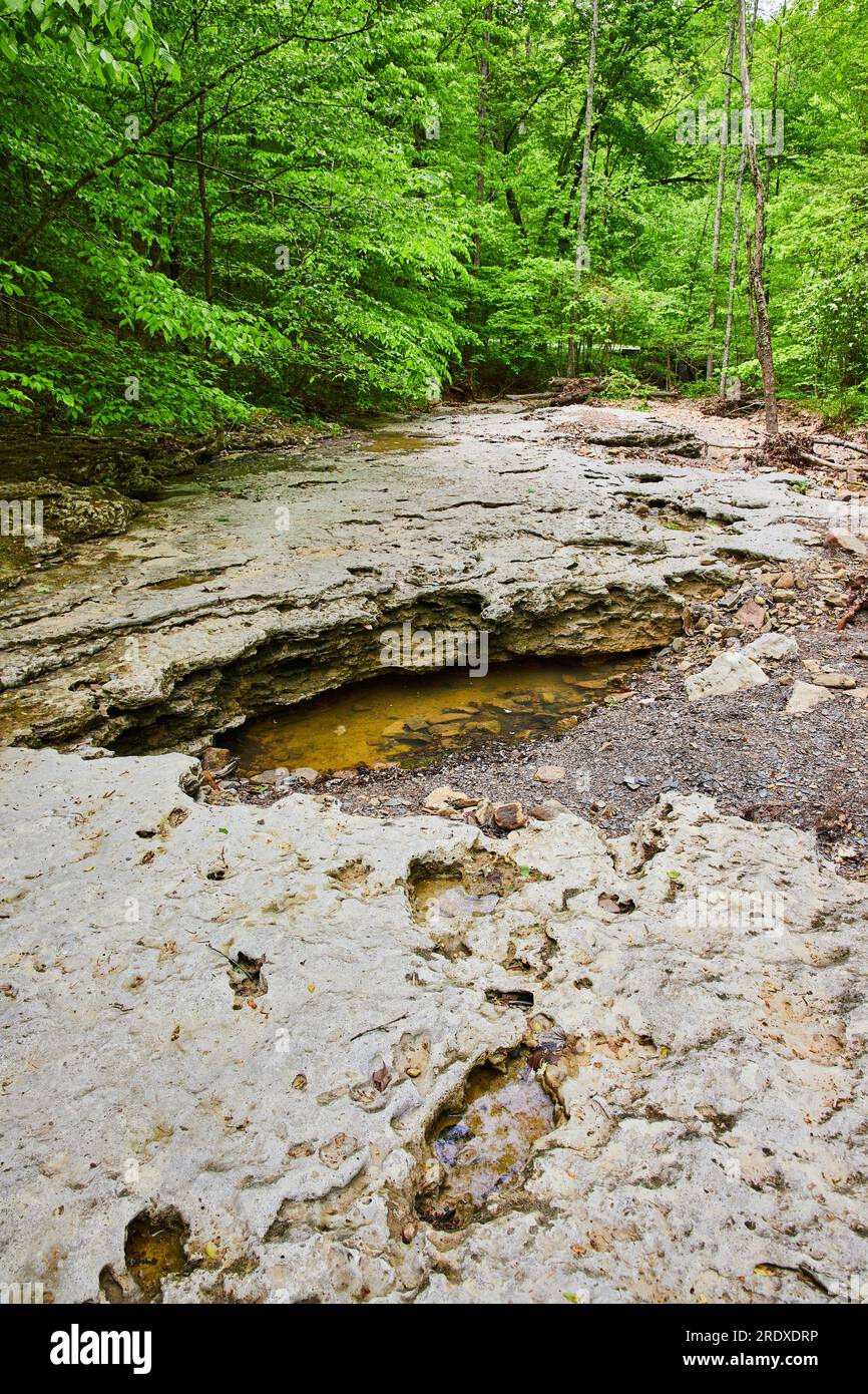 Exposed limestone riverbed with tiny pool of water in lush green forest ...