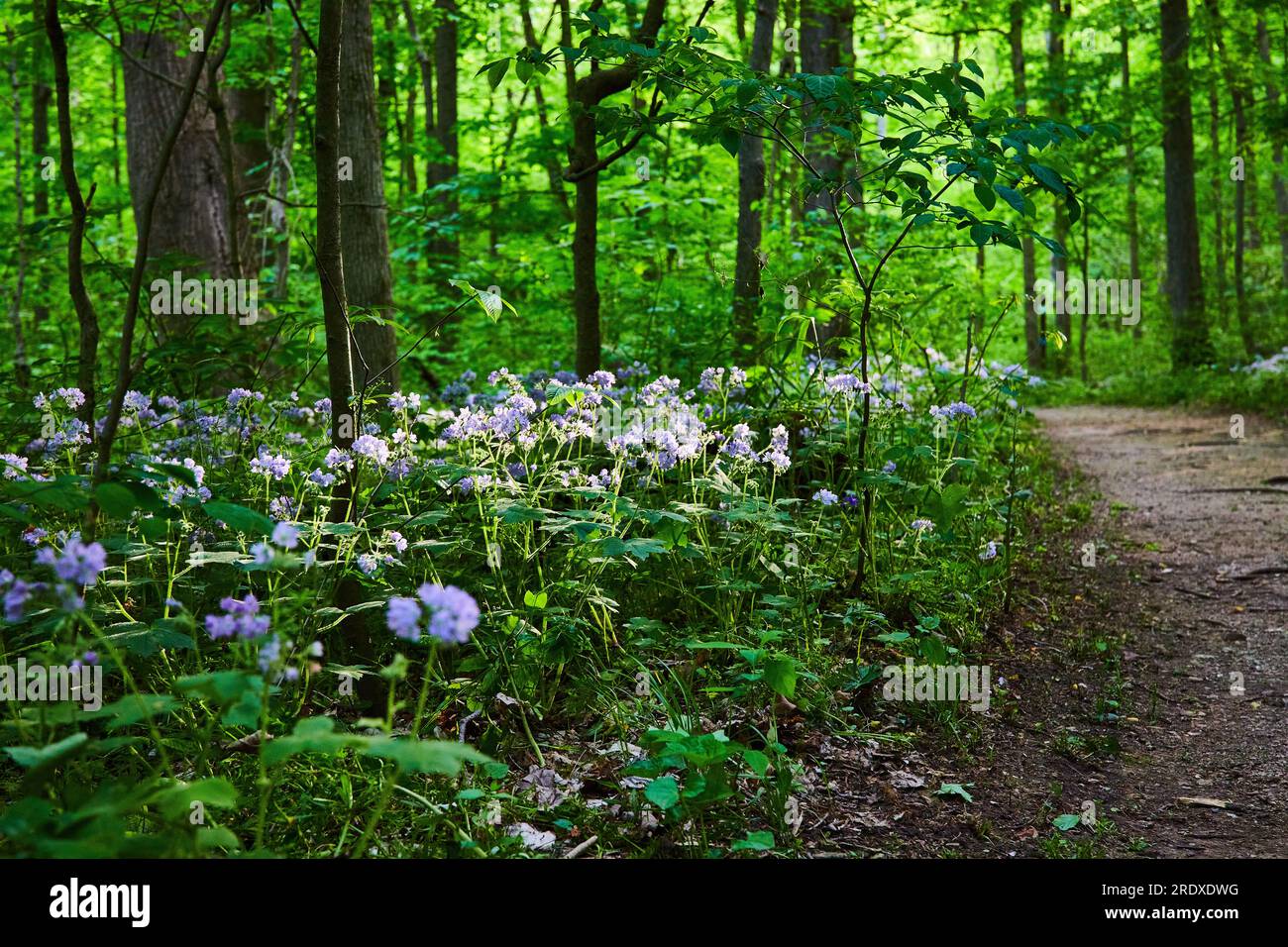 Dirt trail winding through woods, forest, small green patch of purple ...