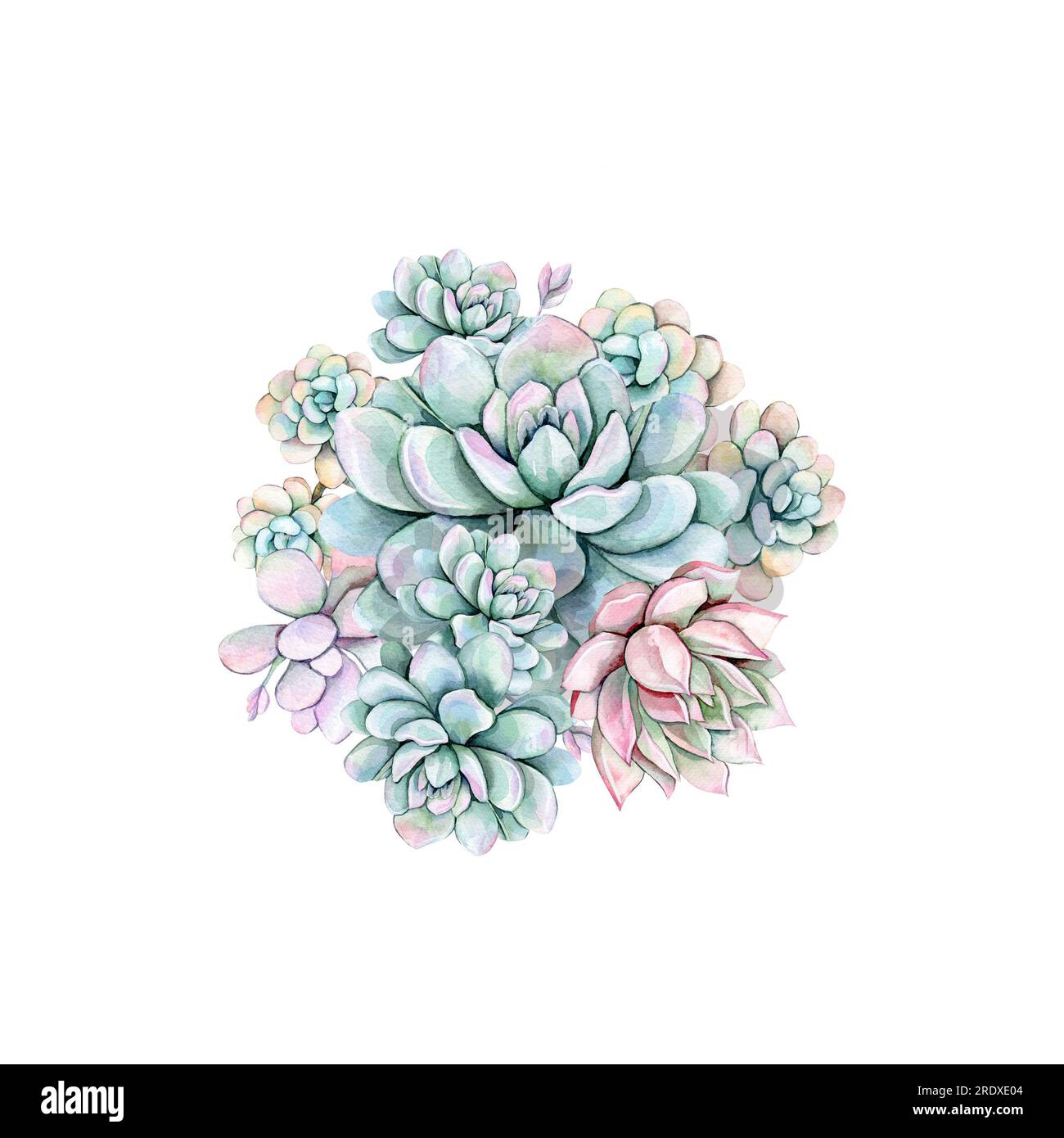 Watercolor hand drawn succulents. Illustration. Seamless patterns ...