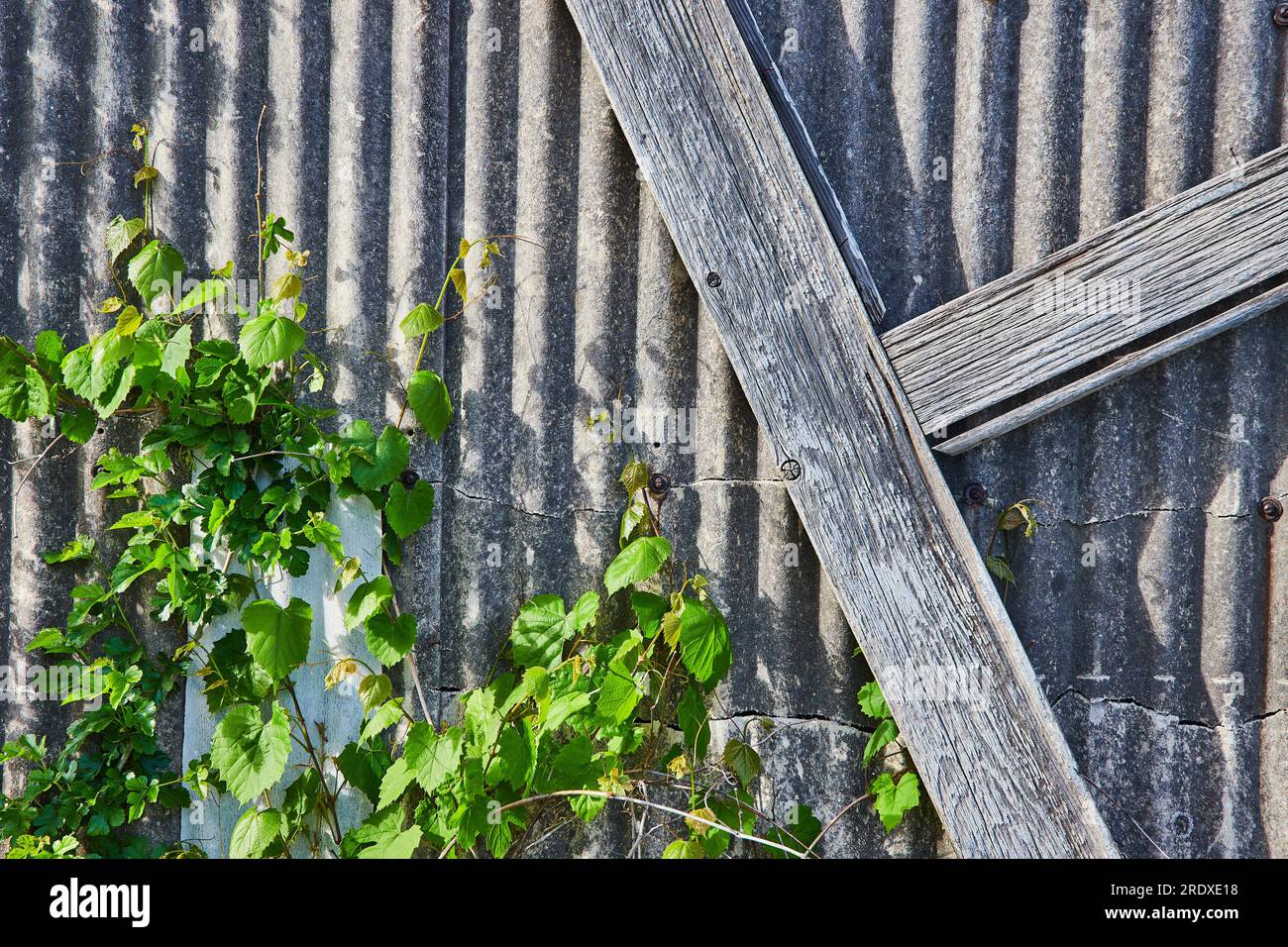 Metal wall, abandoned building, steel siding, ivy, green vine ...