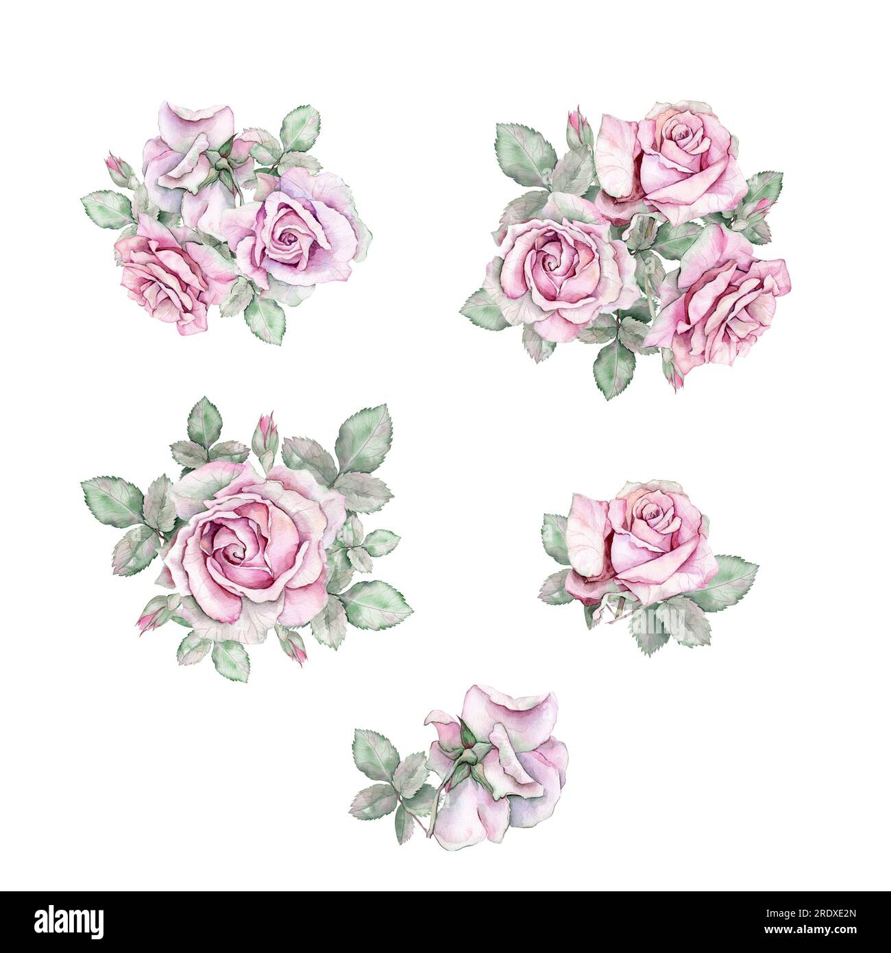 Watercolor hand drawn roses. Pink rose wreath, rose compositions, rose ...