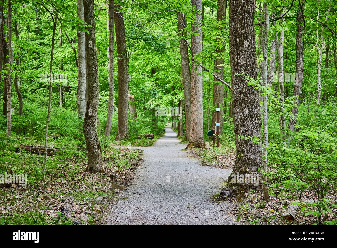 Stone gravel path through lush green forest, split paths, walls of ...