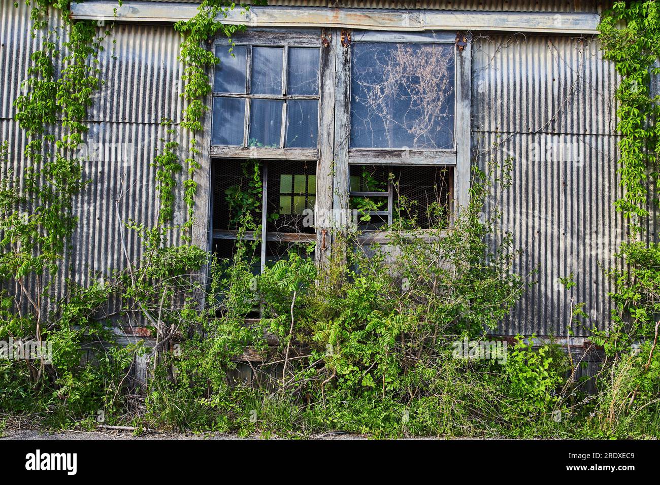 Abandoned old factory entrance, decaying, overgrown, summer vines ...