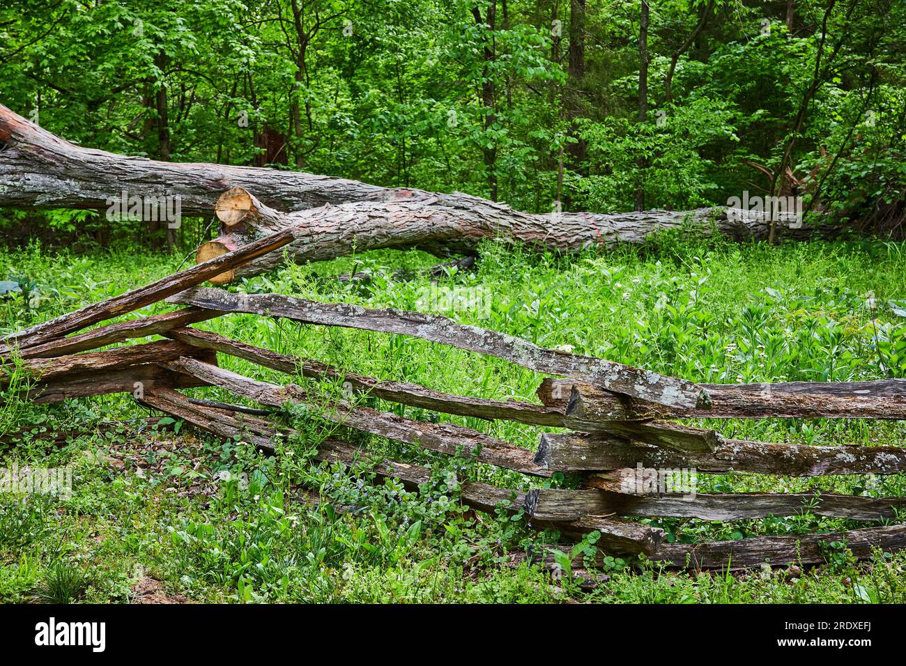 Lichen covered log fence railing with fallen tree in forest background ...