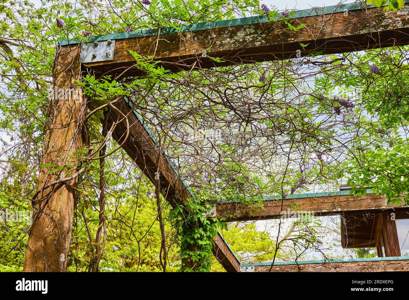 Creeping vines on pergola hi-res stock photography and images - Alamy