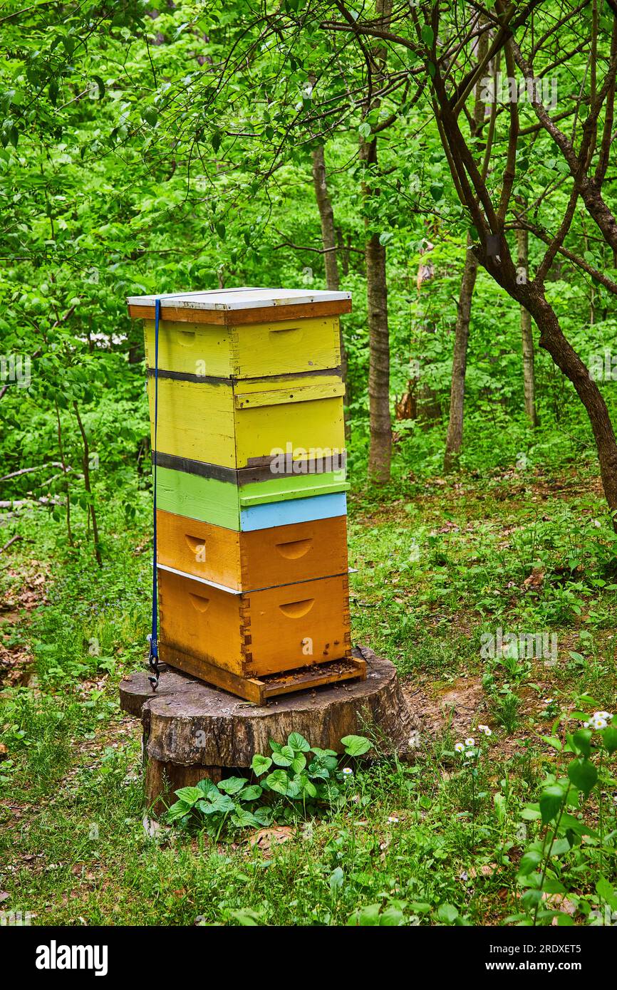 Beehive stock image hi-res stock photography and images - Alamy