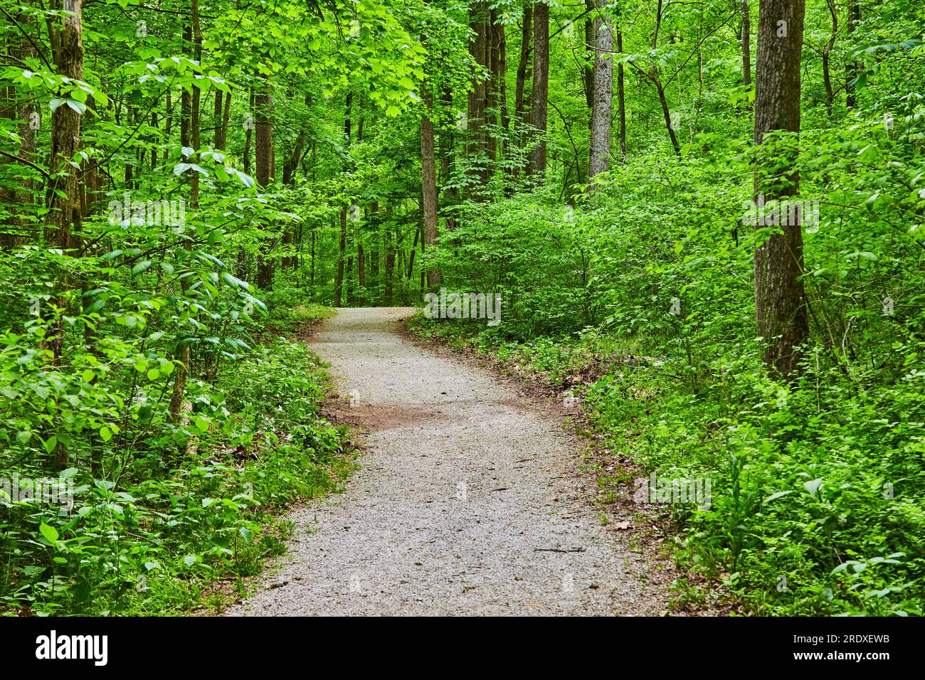 Gravel path winding through lush green forest, woods, large trail, park ...