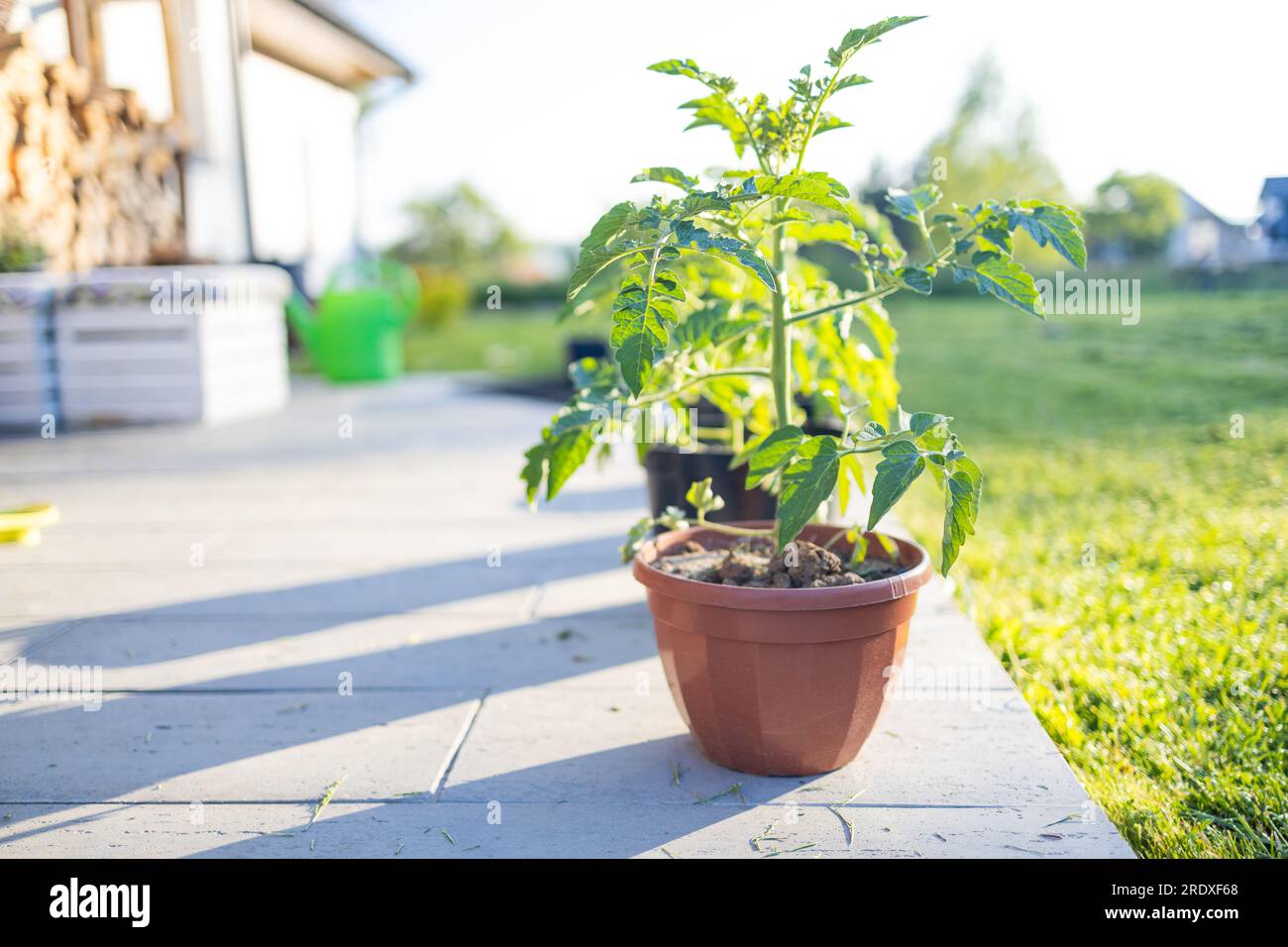Young tomato plants in the morning Stock Photo - Alamy