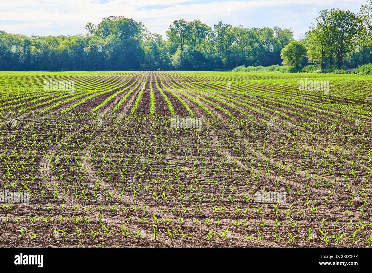Straight rows growing corn hi-res stock photography and images - Alamy