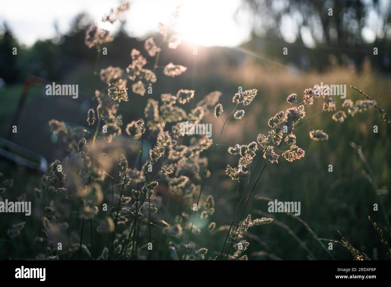 Beautiful natural panoramic countryside landscape. Blooming wild high ...