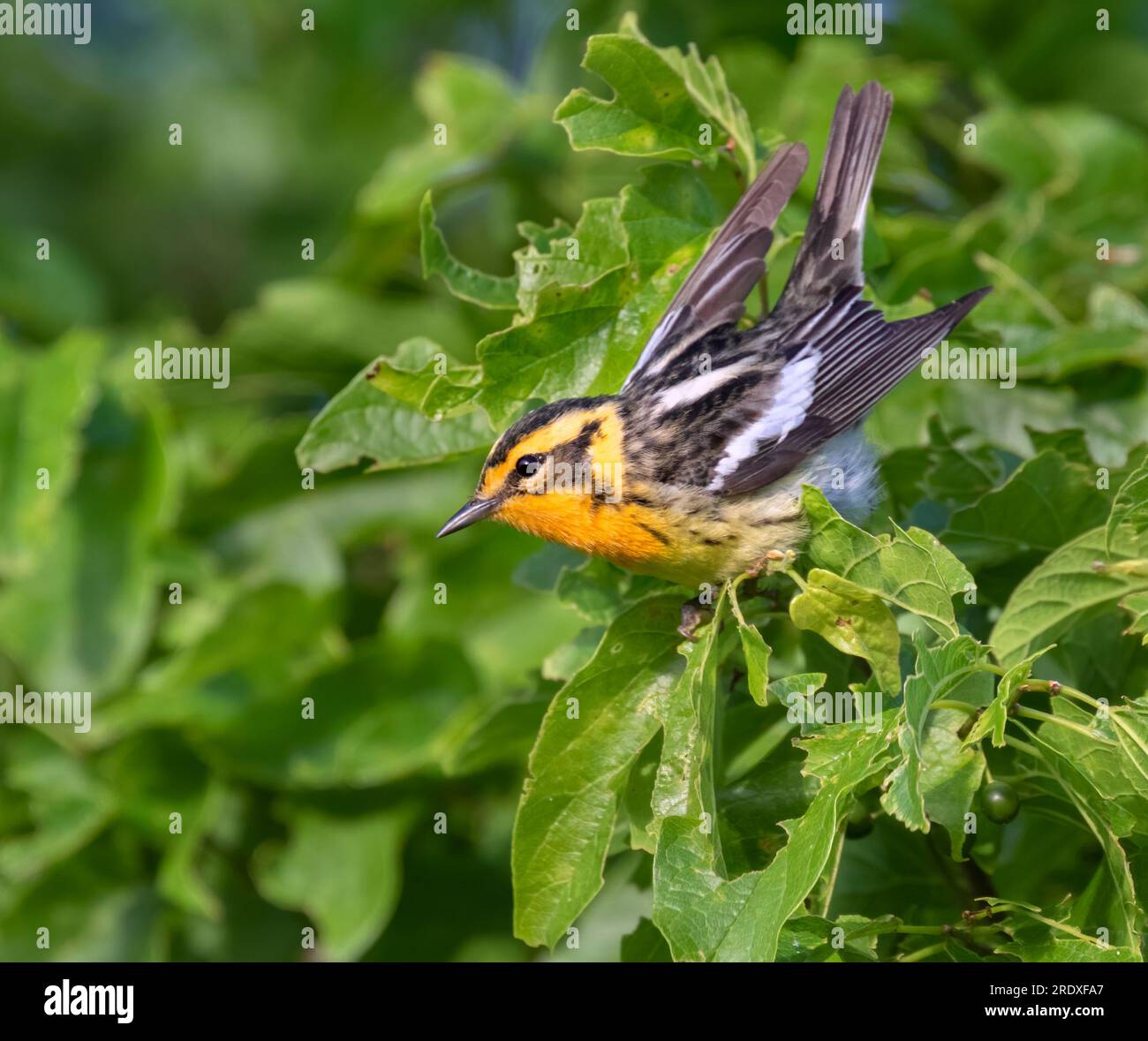 Blackburnian warbler (Setophaga fusca), Galveston, Texas Stock Photo ...