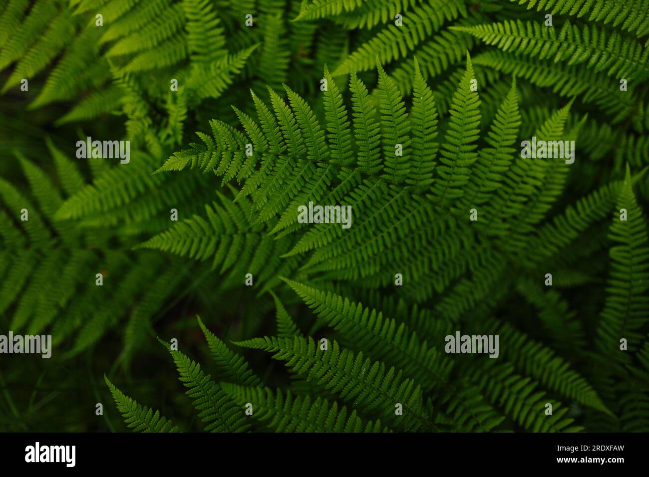 Perfect natural fern pattern. Beautiful background made with young ...