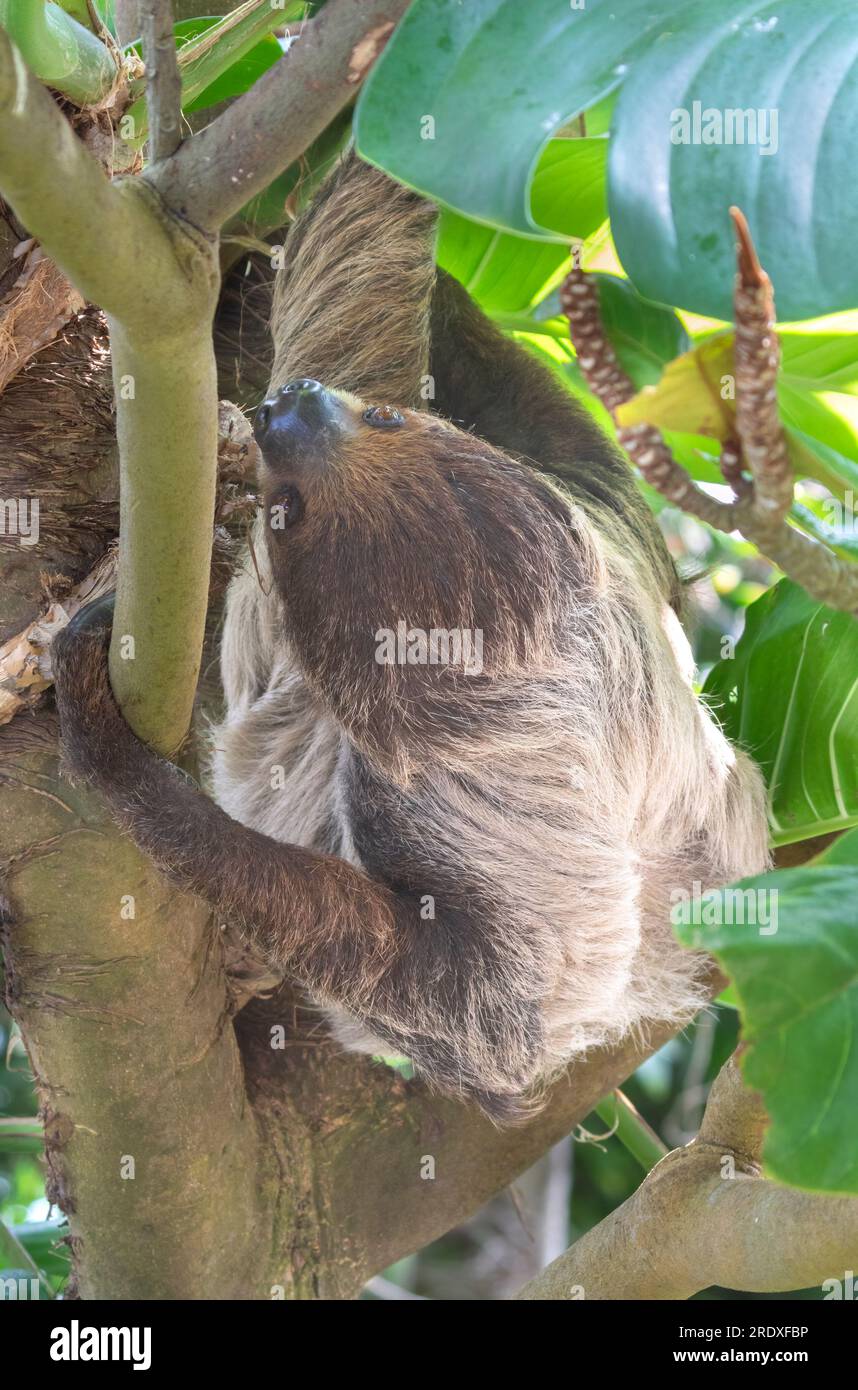 Hoffmann's two-toed sloth (Choloepus hoffmanni) on a tree Stock Photo ...