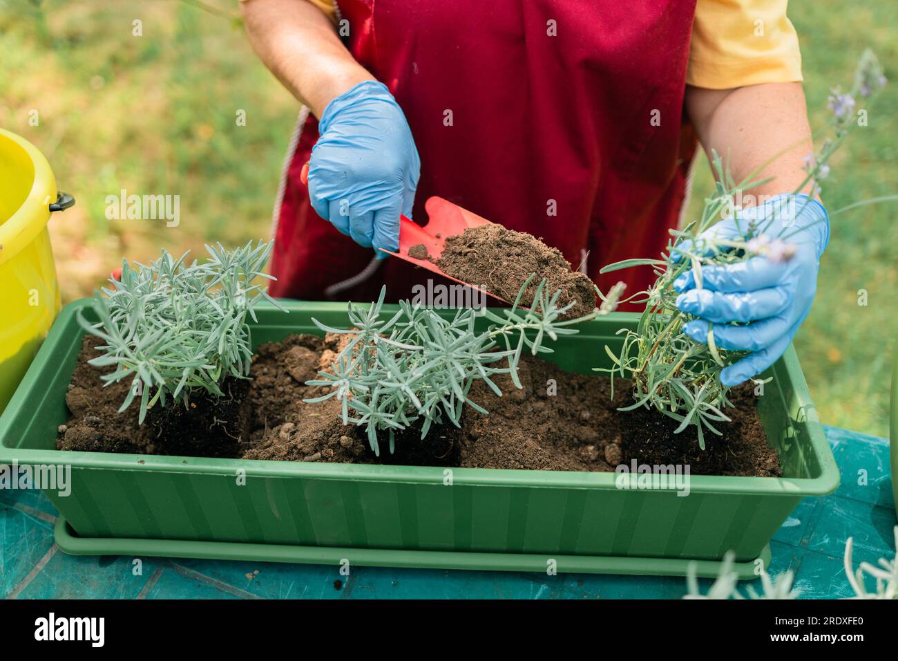 Happy 50s senior farmer woman transplants lavender plant into plastic ...