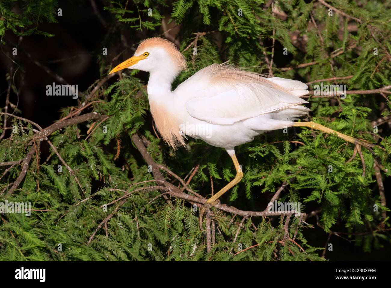 Tree of cattle egrets hi-res stock photography and images - Alamy