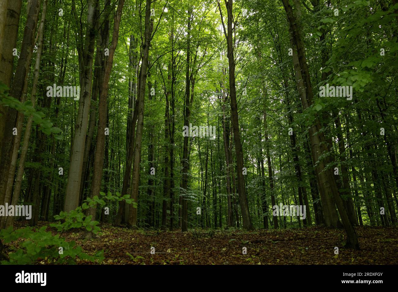 Sun beams through thick trees branches in dense green forest Stock ...