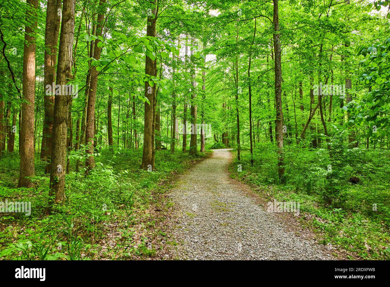 Park with large small stone trail through woods, forest, background ...