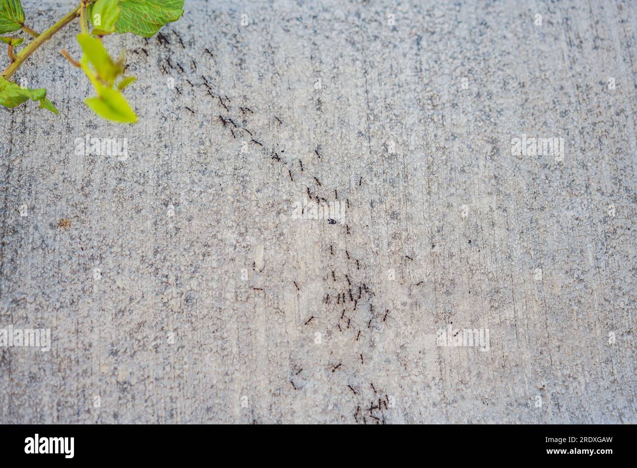 background, ants are running, problems with ants in the house Stock ...