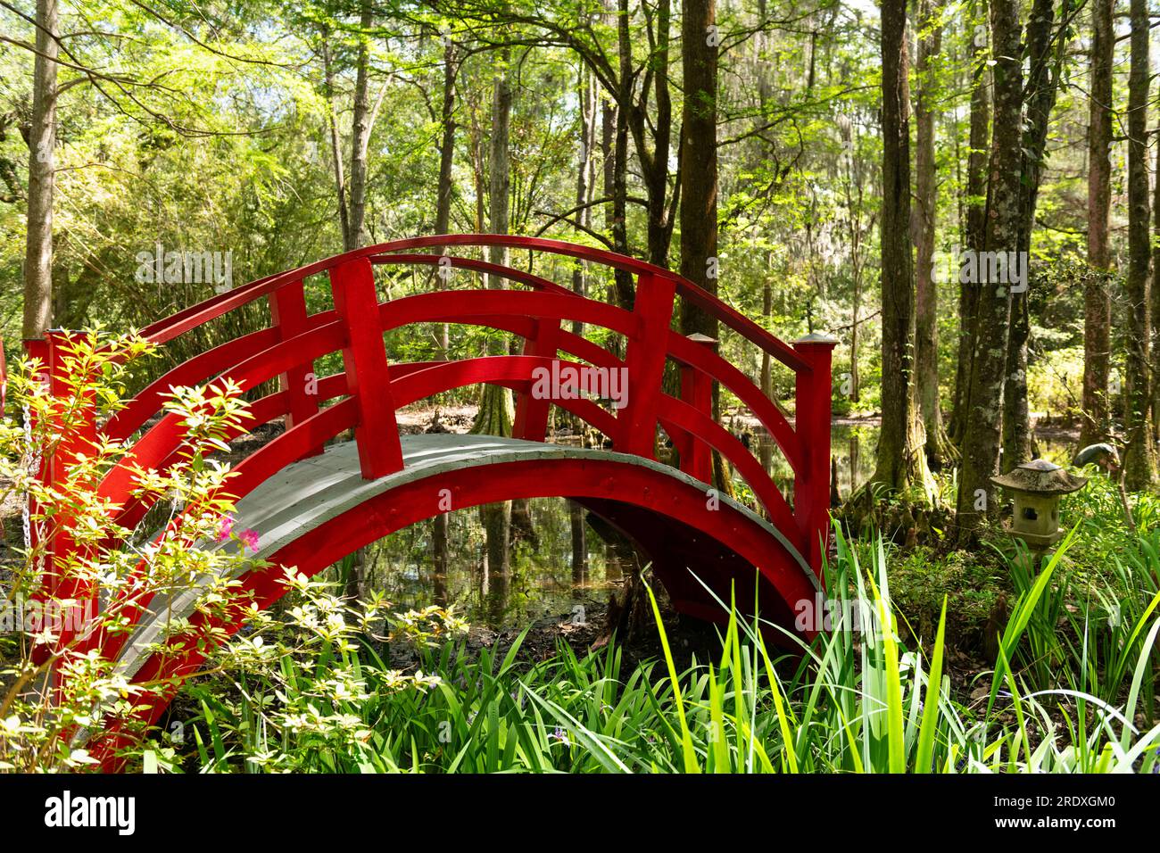 A red Japanese type bridge over part of pond in bamboo park at the ...