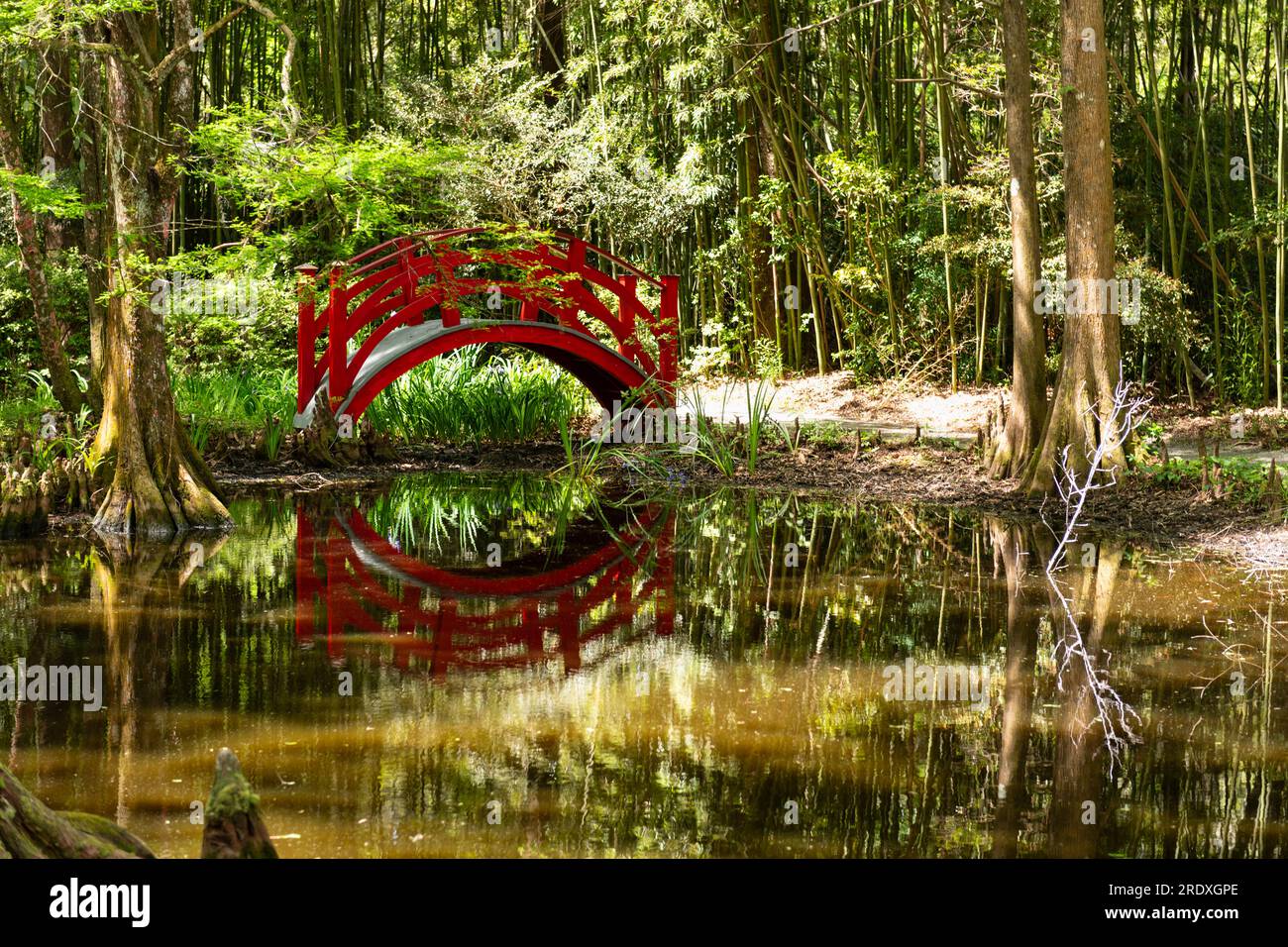 A red Japanese type bridge over part of pond in bamboo park at the ...
