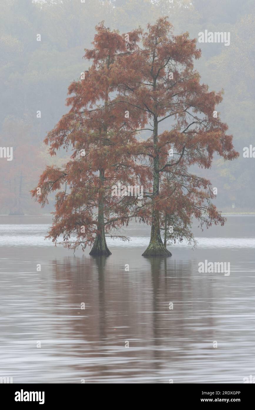 Pair of bald cypress (Taxodium distichum) trees in the fog in autumn ...