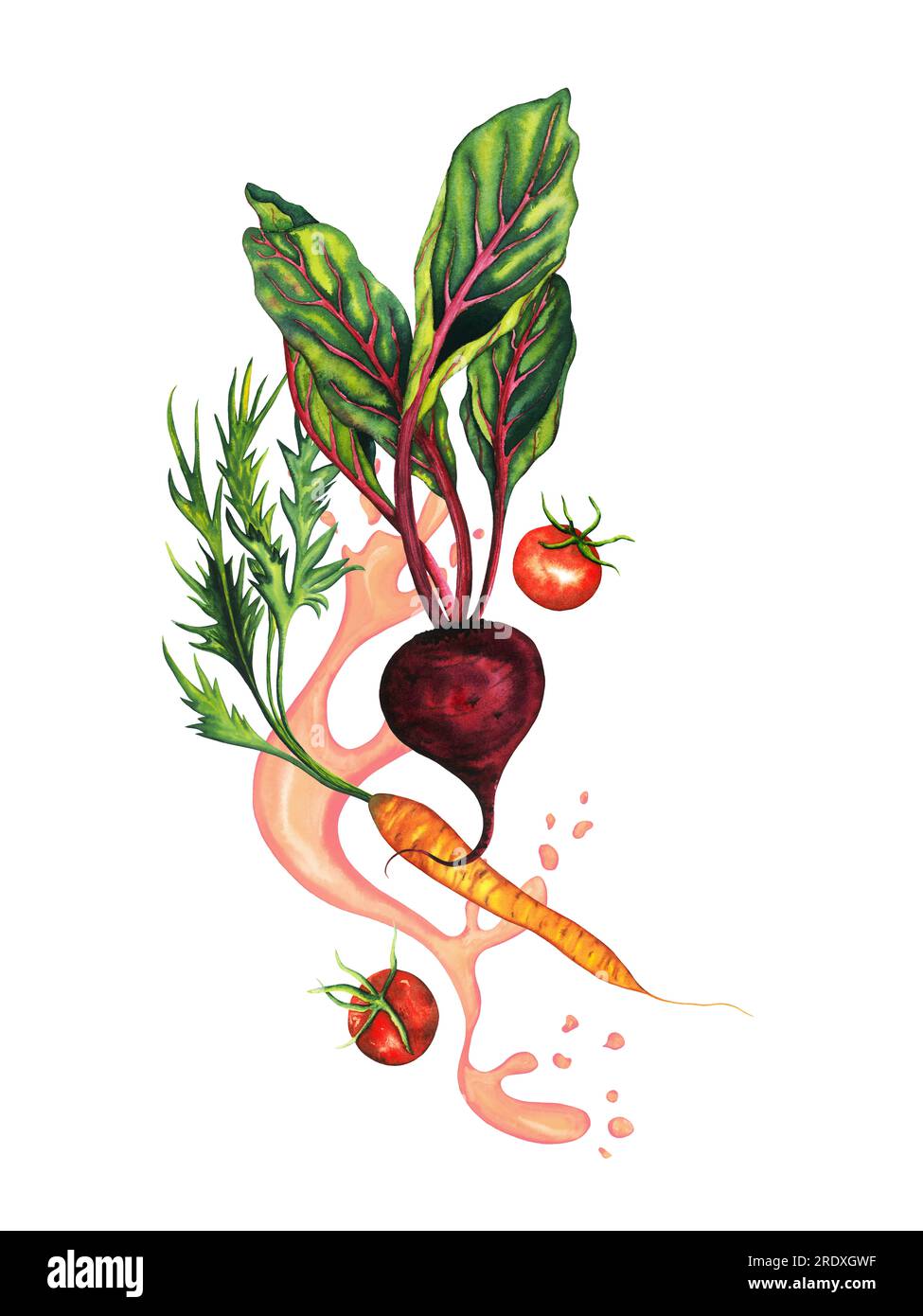 Watercolor vegetable composition with hand drawn beetroot, cherry ...