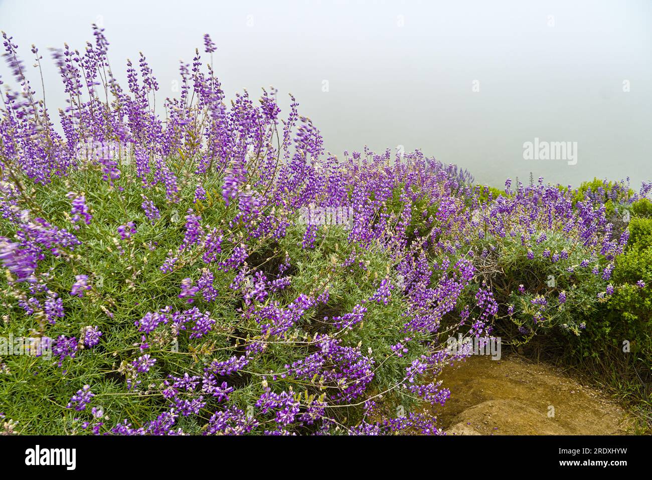 Purple lupin flowers on the hills side in a foggy morning at Garrapata ...