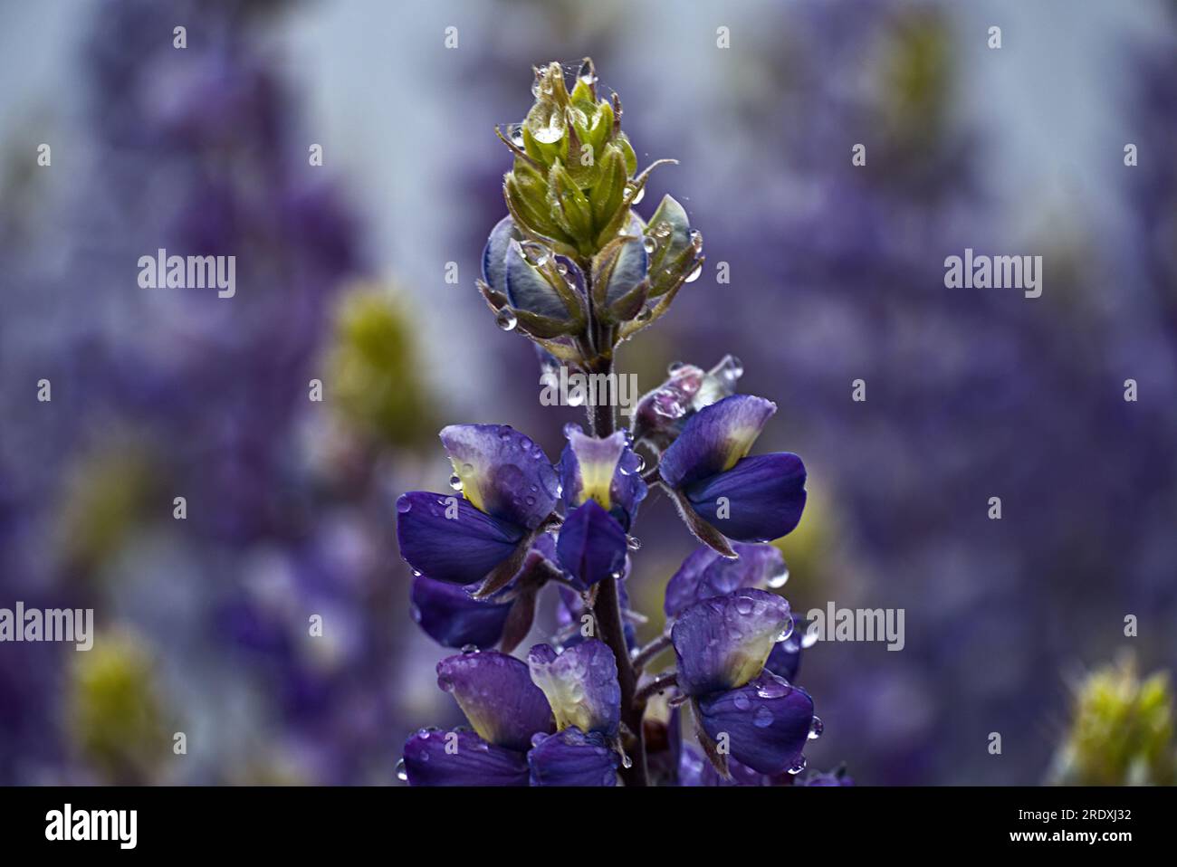 Purple drops on background hi-res stock photography and images - Alamy