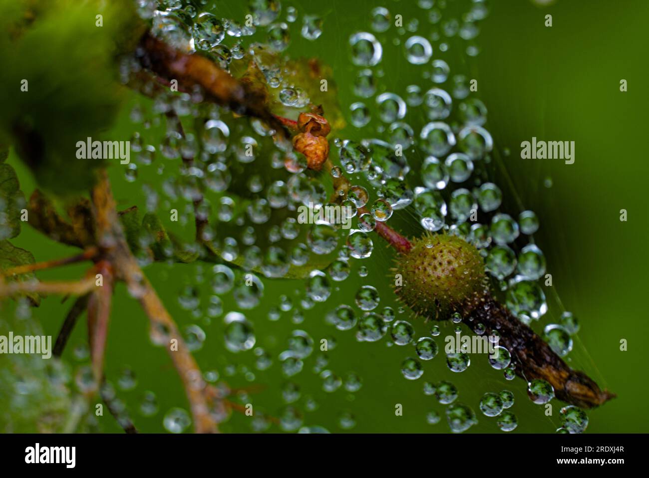 Spider texture hi-res stock photography and images - Alamy