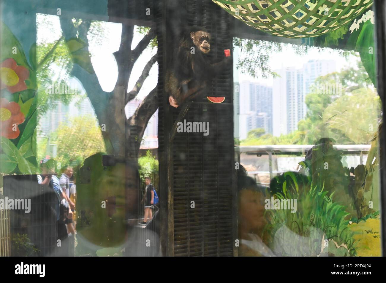 Macau china animal animals hi-res stock photography and images - Alamy