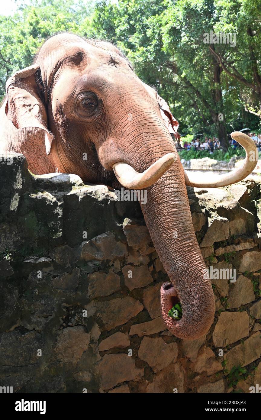 **CHINESE MAINLAND, HONG KONG, MACAU AND TAIWAN OUT** Animals eat ...