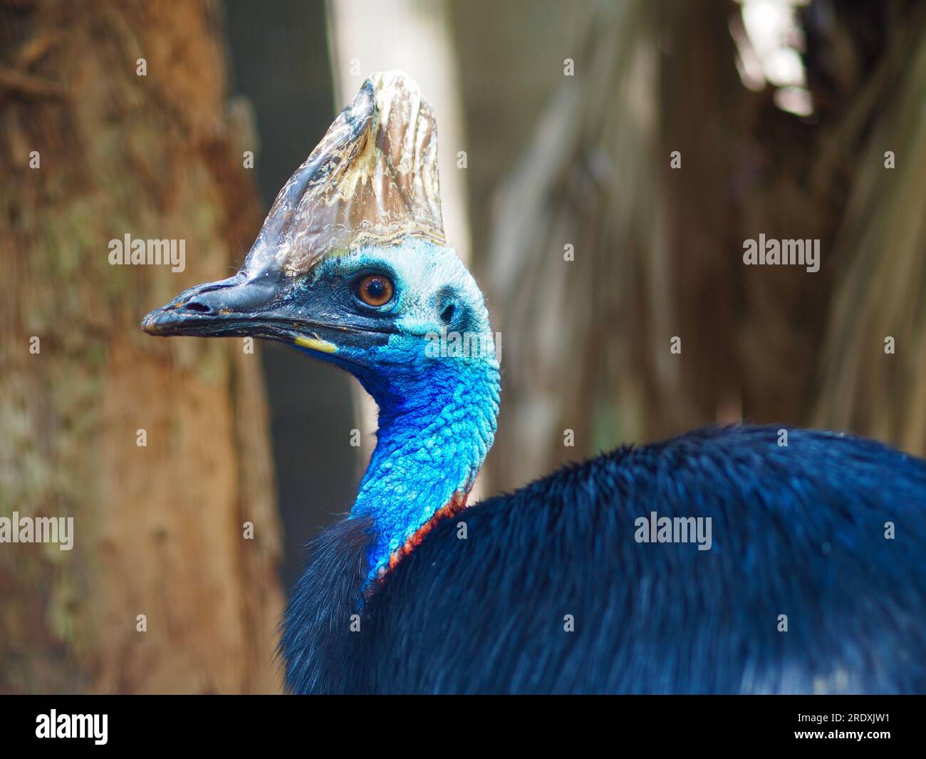 Southern cassowary and dangerous bird hi-res stock photography and ...