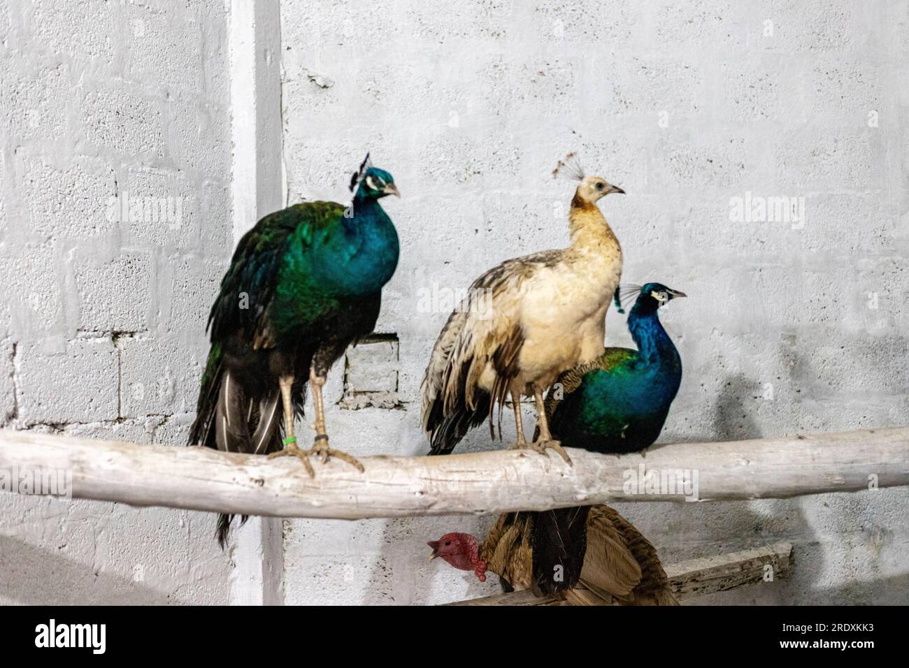 Beautiful peafowls in the birds aviary Stock Photo - Alamy