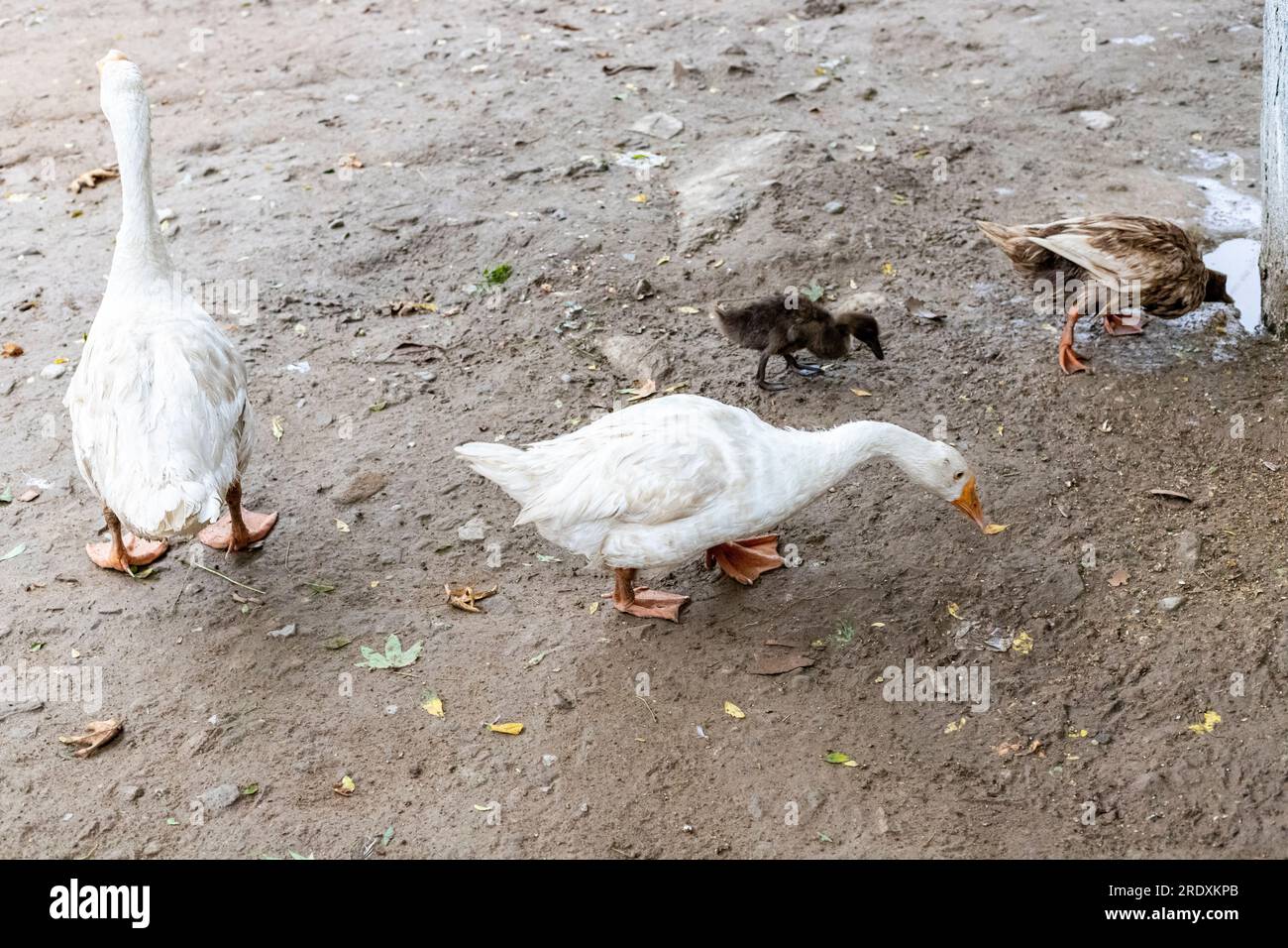 Beautiful white geese ducks hi-res stock photography and images - Alamy