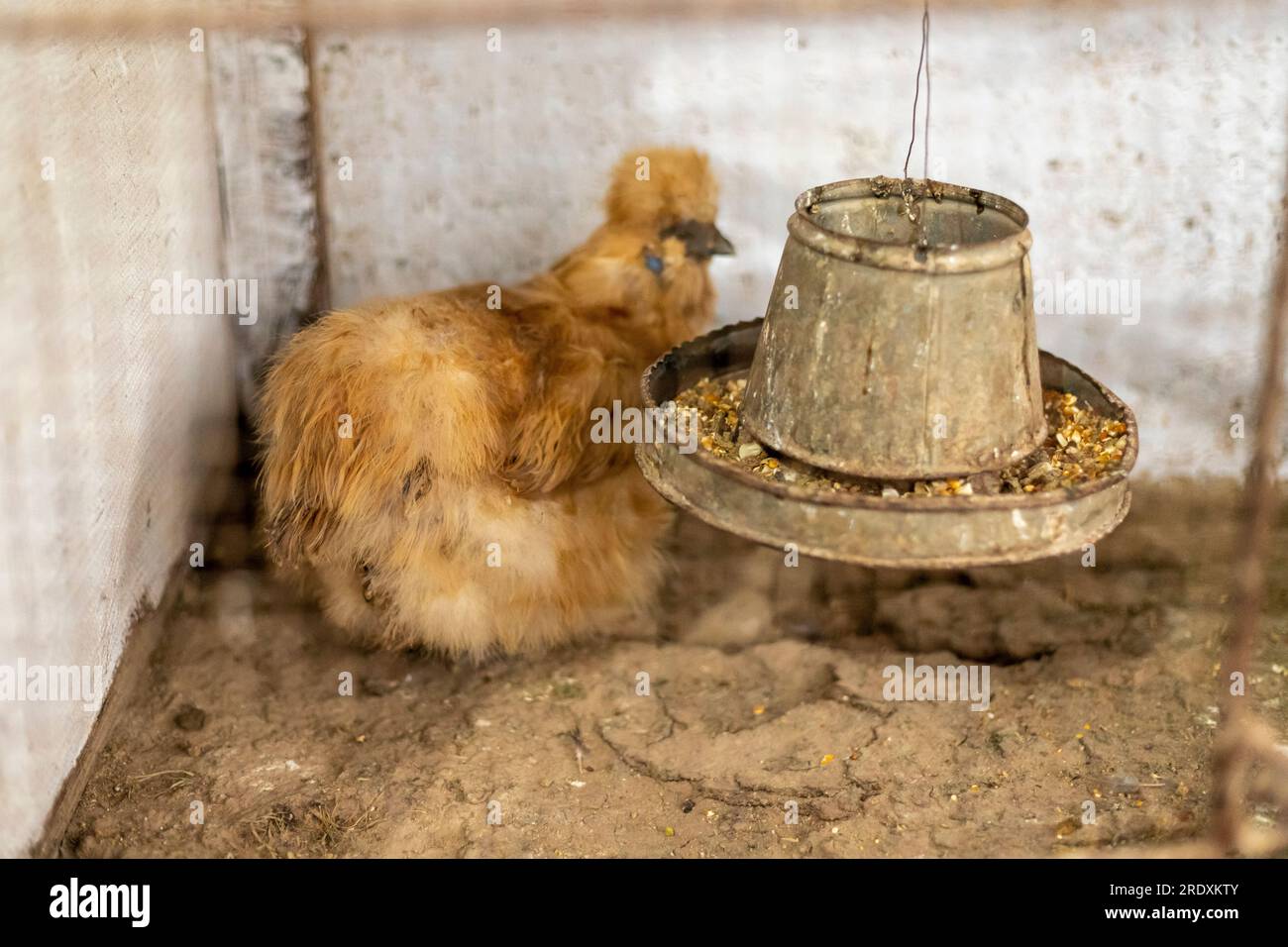 Fancy golden silkie chicken in farm Stock Photo - Alamy
