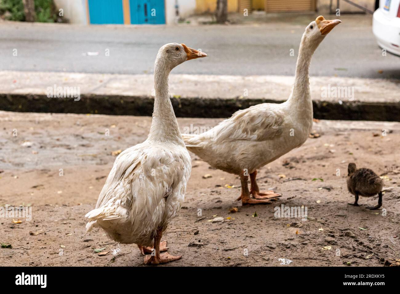 White geese pair closeup view Stock Photo - Alamy