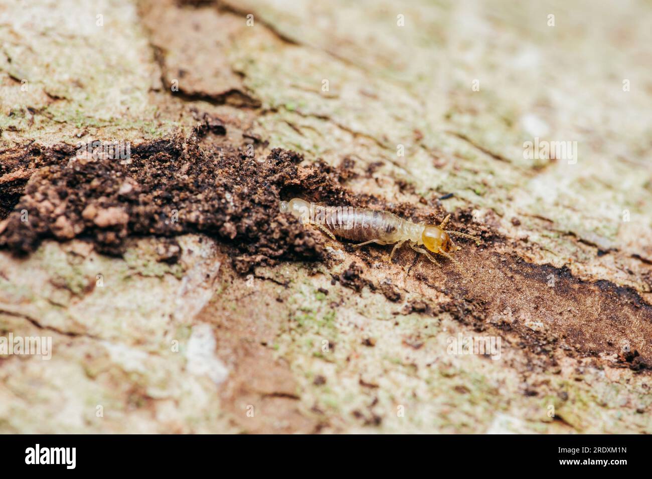 Close up of worker termites walking in nest on forest floor, Termites ...