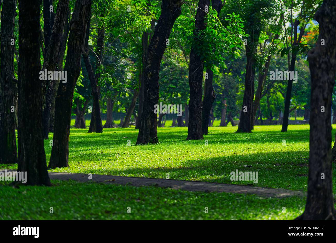 Landscape of greenery public park in Bangkok, Thailand, Row of big ...