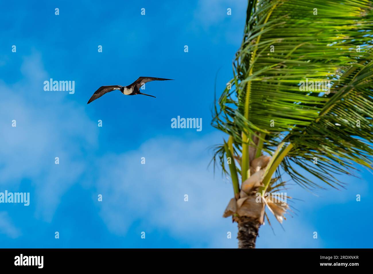Punta cana bird hi-res stock photography and images - Alamy
