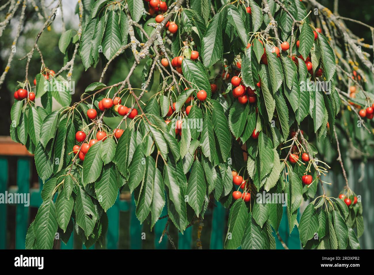 Cherry tree branch Stock Photo - Alamy