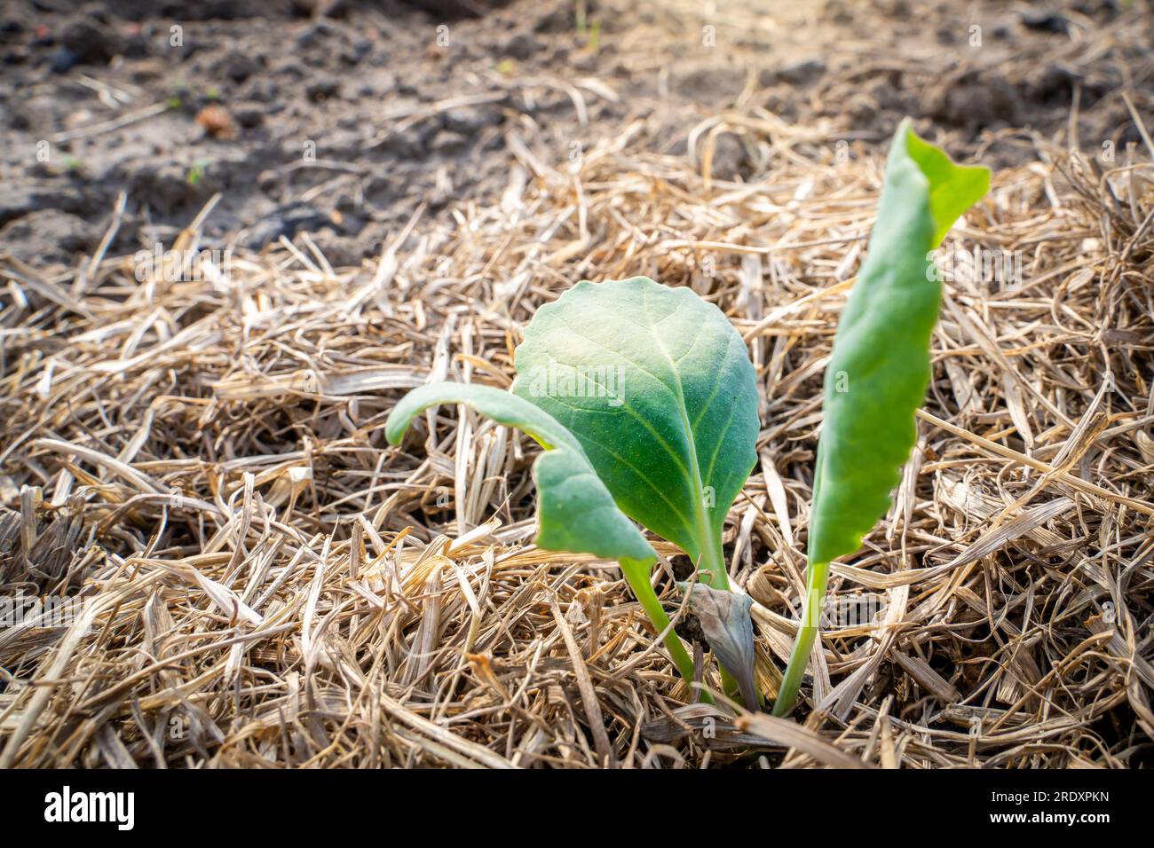 Young seedlings of white cabbage grow in a garden bed, the soil is ...