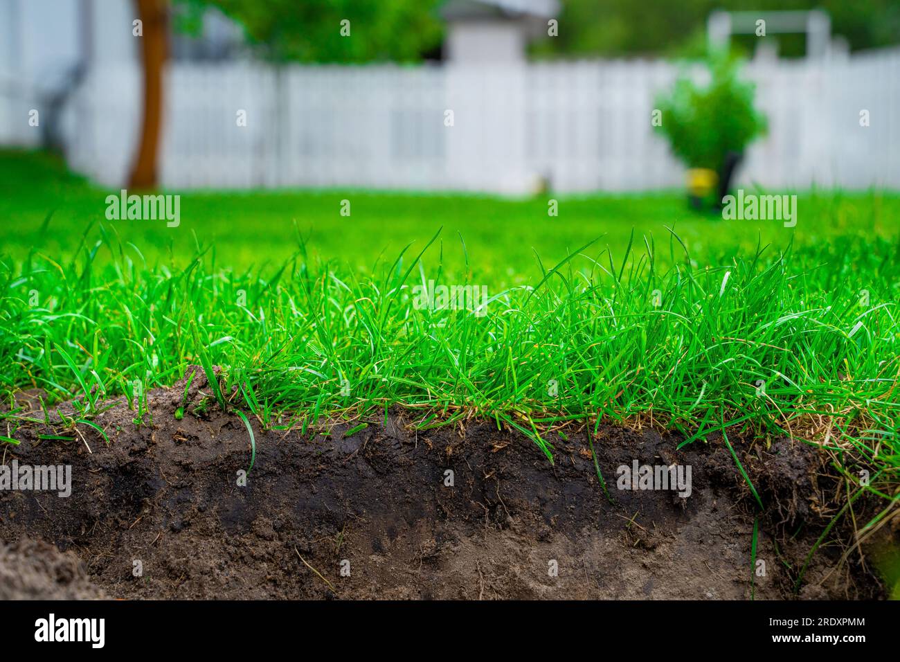 Lawn cut, layers of different soil with grass root system Stock Photo ...