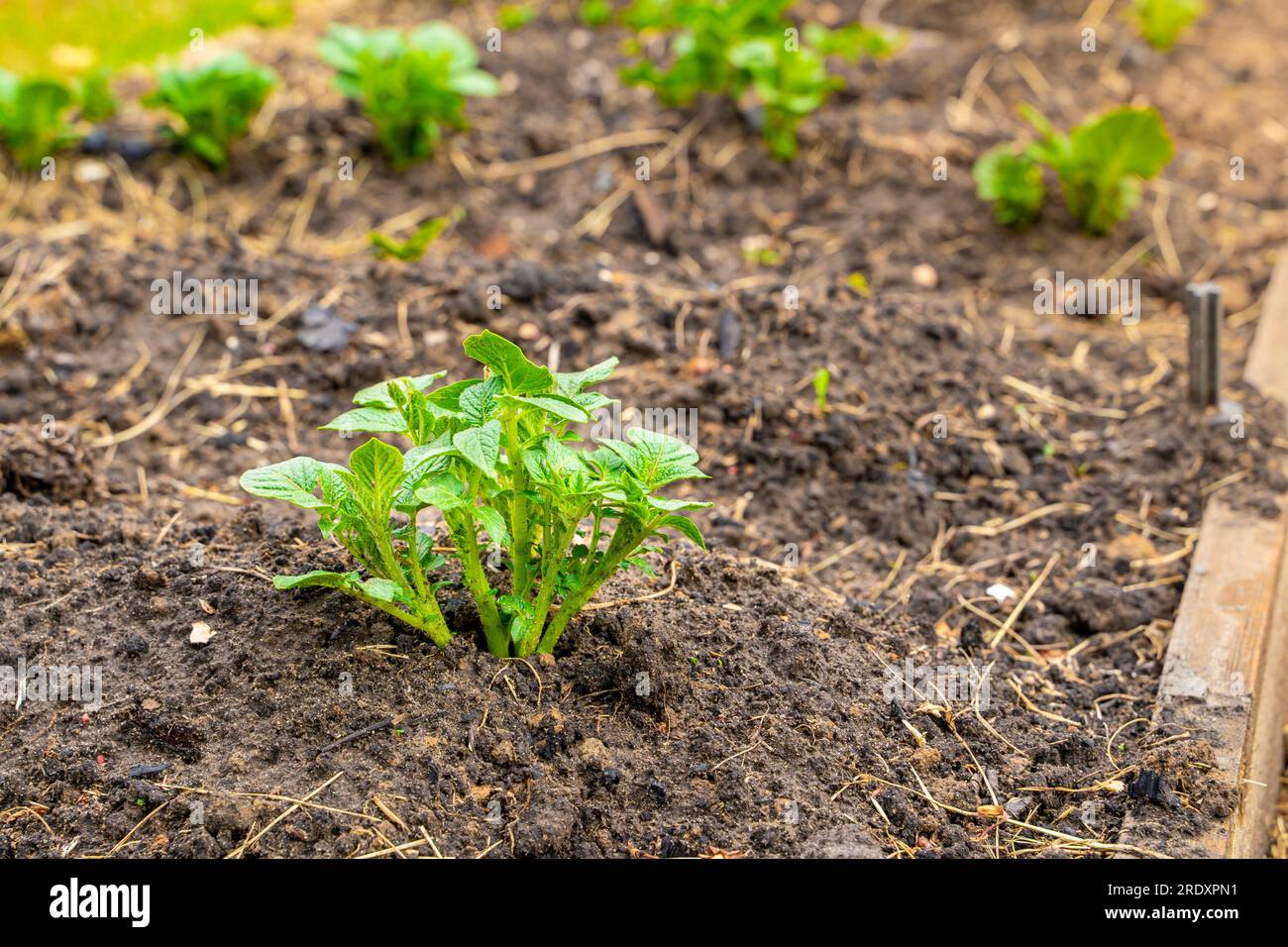 Garden bed with sprouted potatoes close-up. Growing homemade vegetables ...