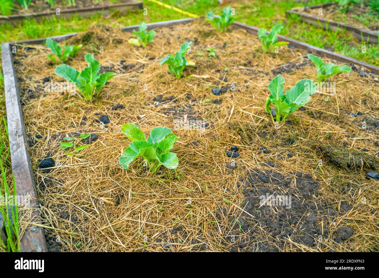Young seedlings of cauliflower grow in the vegetable garden, close-up. The soil is covered with ...