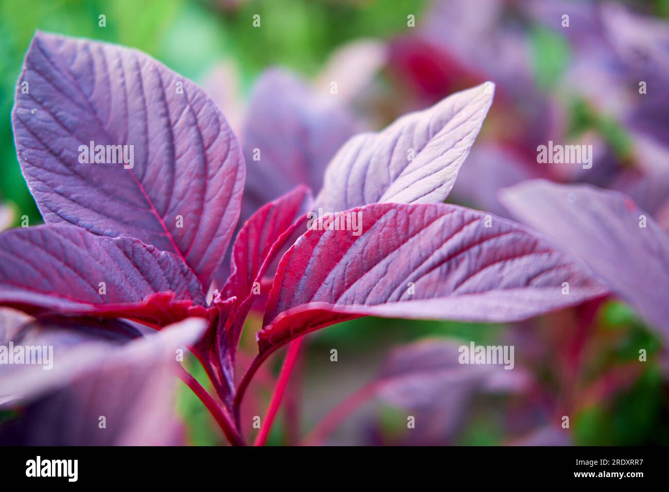 The red leaf amaranth plant adds a pop of color to any garden, with its ...