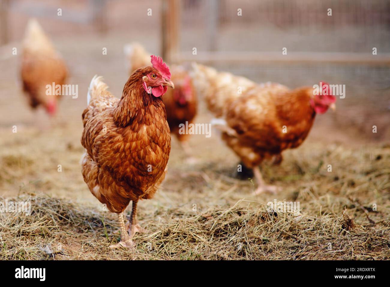 The portrait of the chicken showcases its brown feathers and sharp beak ...