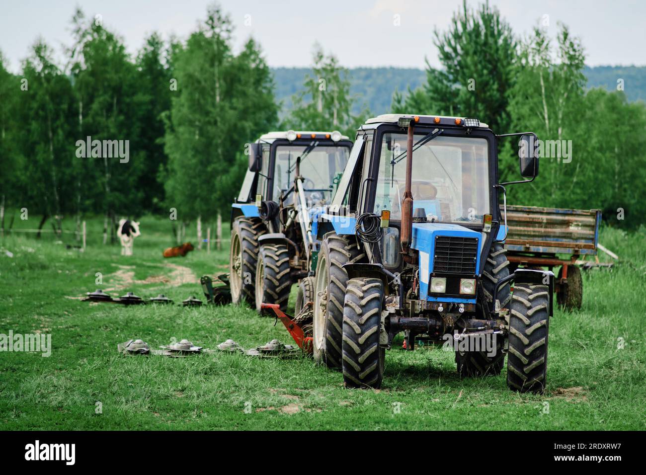 Blue tractor and cows on a summer farm field Stock Photo - Alamy