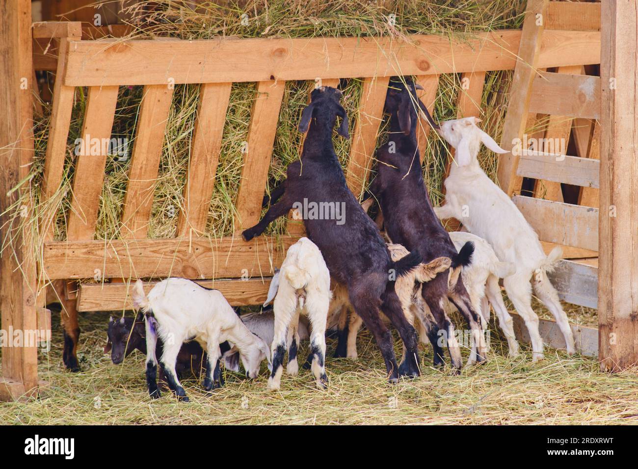 The group of domesticated baby goats happily munch on hay from the ...