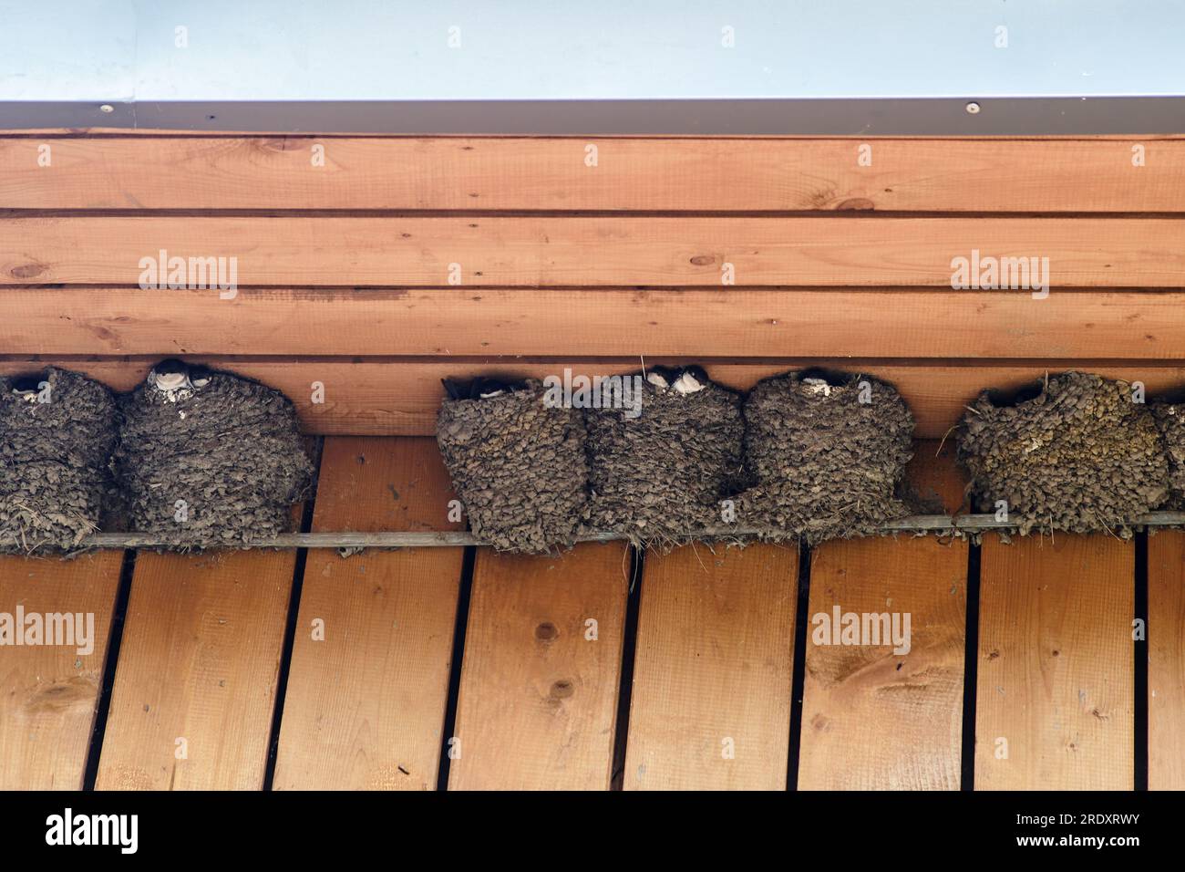 Swallow nests under the roof of the building, close-up Stock Photo - Alamy