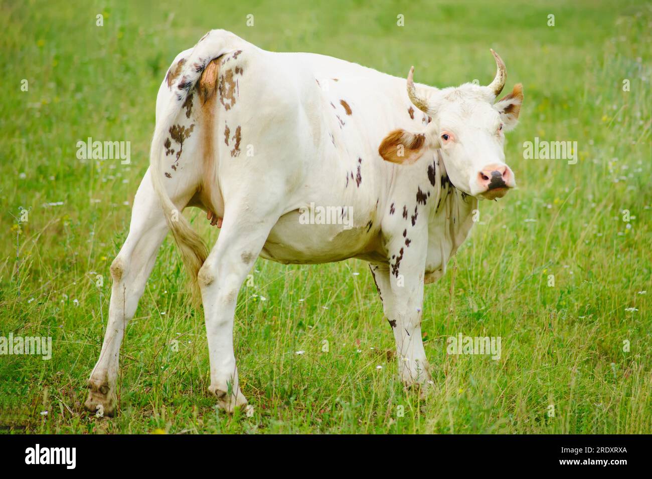 The cows, gentle and docile mammals, find contentment in the simple ...